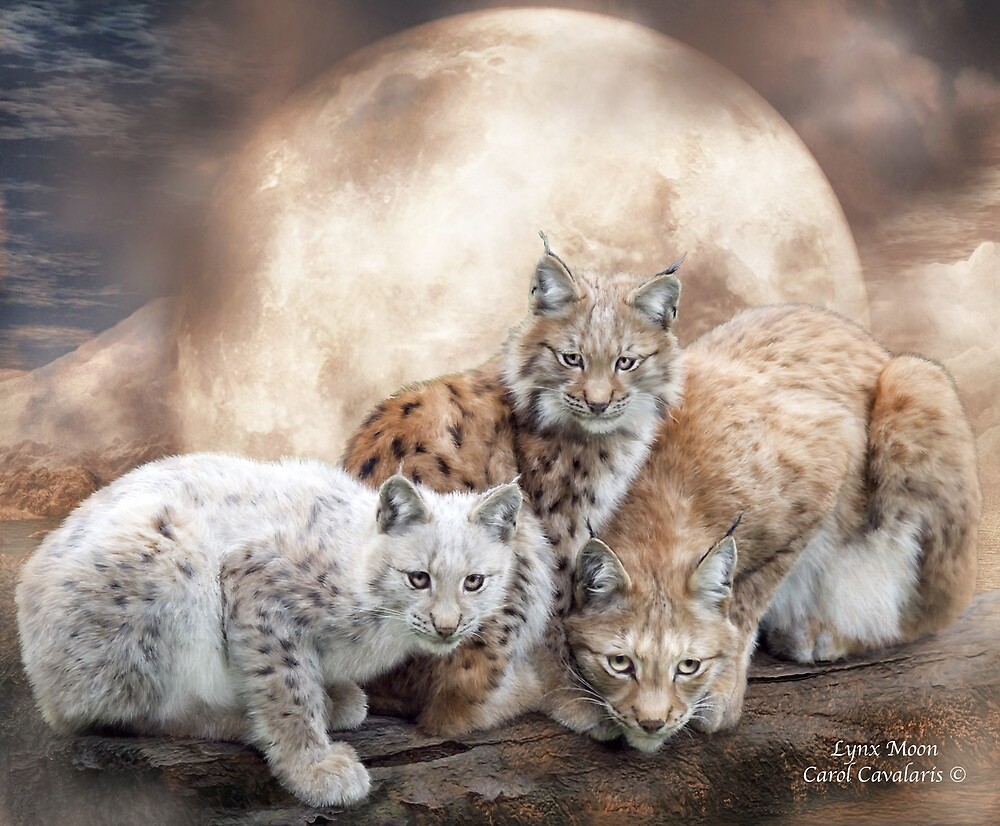 "Lynx Moon" by Carol Cavalaris | Redbubble