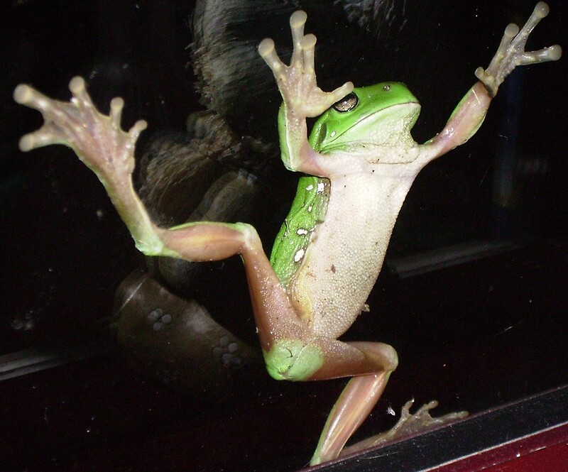 "Green Frog Sprawled on Window." by Mywildscapepics | Redbubble