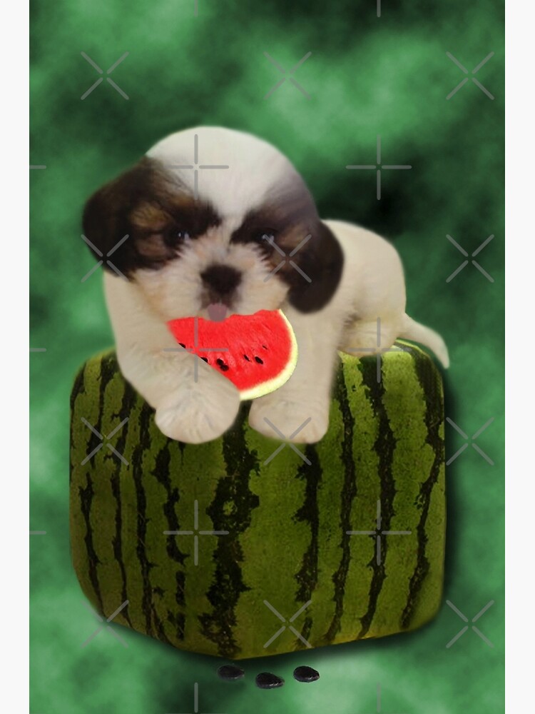 Póster «TIEMPO DE VERANO SHIH TZU PERRITO DISFRUTANDO DEL GUSTO DE LA ...