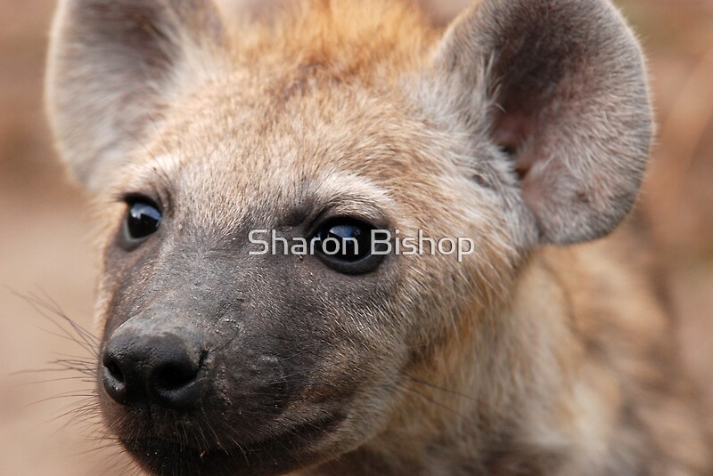 "Fierce Hyena cub!" by Sharon Bishop | Redbubble