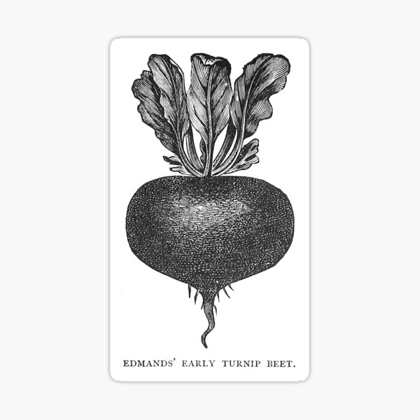 "Beetroot Vintage Seed Catalogue" Sticker for Sale by Brogaman | Redbubble