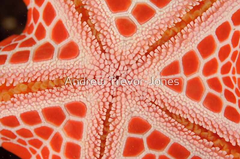 "Red Brick Sea Star Macro" by Andrew Trevor-Jones | Redbubble
