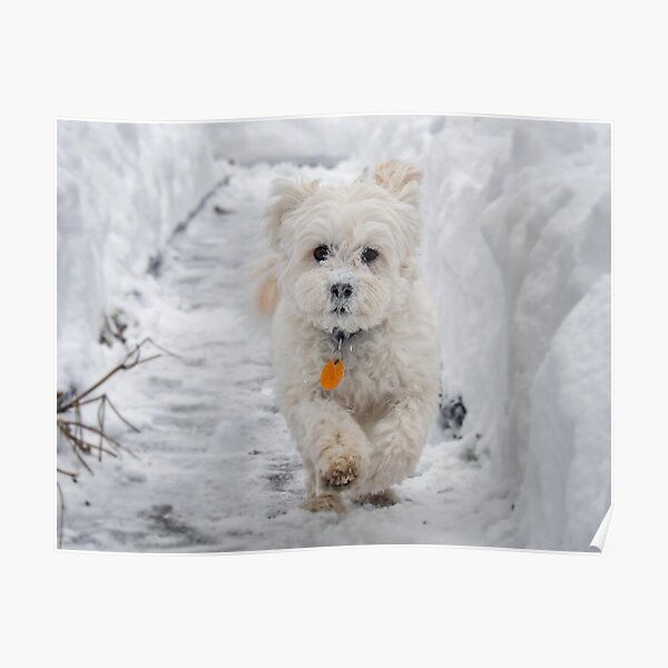 "Weißer Maltipoo-Hund, der in Schnee läuft" Poster von lstonekim ...
