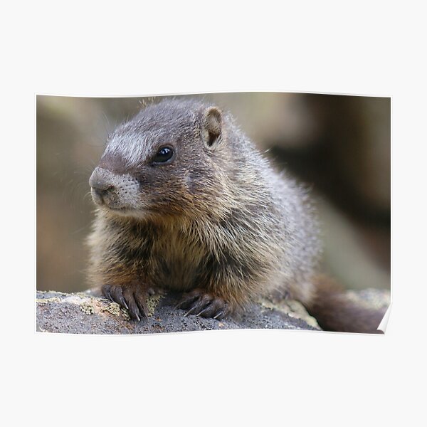Baby Marmot Gifts & Merchandise | Redbubble