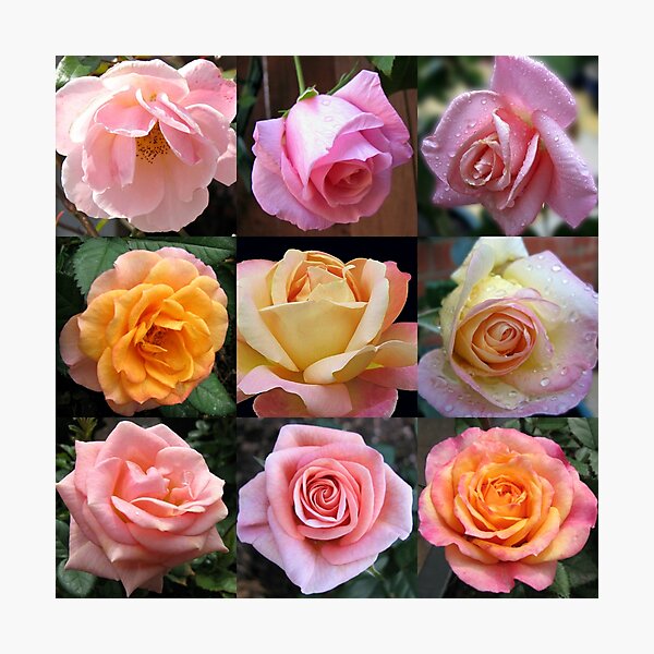 Lámina fotográfica «Collage de rosas bellas» de BlueMoonRose | Redbubble
