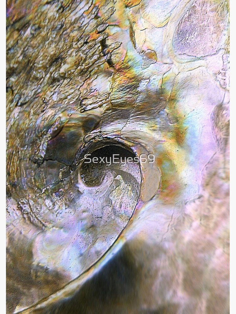 "Abalone Portrait" Sticker by SexyEyes69 | Redbubble