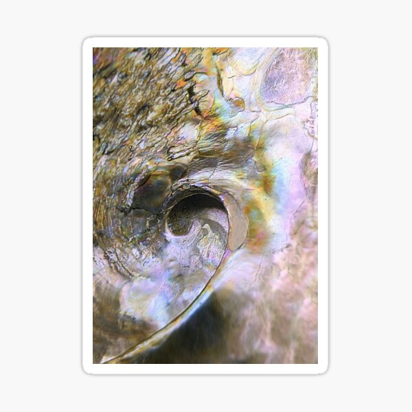 "Abalone Portrait" Sticker by SexyEyes69 | Redbubble