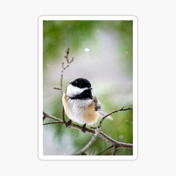 "Cute Black Capped Chickadee" Sticker for Sale by rollosphotos | Redbubble