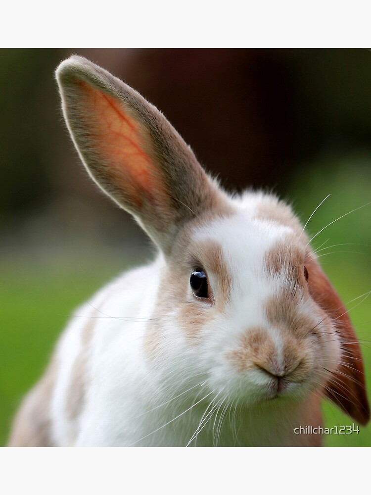 "Cute Floppy Eared Rabbit" Framed Art Print for Sale by chillchar1234 ...