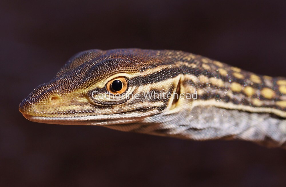Sand Goanna By Catherine Whitehead Redbubble