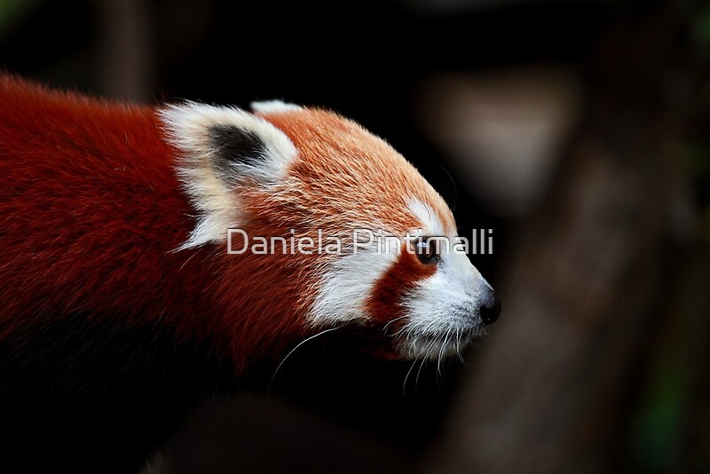 "Red Panda Profile" by TVD-Photography | Redbubble