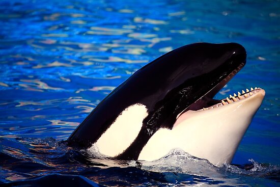 "Happy Orca" Poster by TVD-Photography | Redbubble