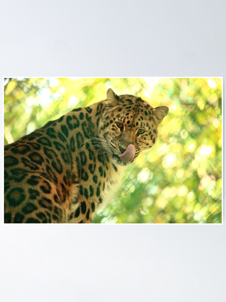 "Amur Leopard" Poster by TVD-Photography | Redbubble