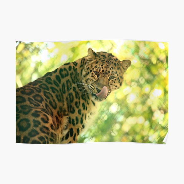 "Amur Leopard" Poster by TVD-Photography | Redbubble