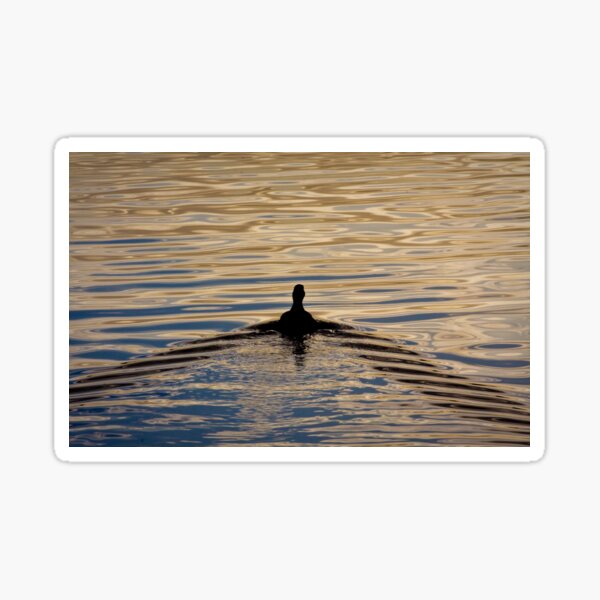 "Homeward Bound" Sticker by tlvee | Redbubble