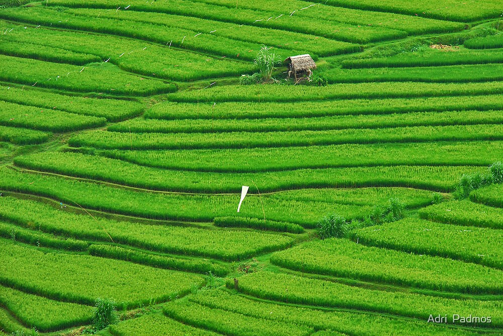 "Lines in the rice field" by Adri Padmos | Redbubble
