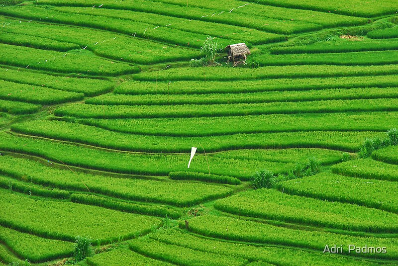 "Lines in the rice field" by Adri Padmos | Redbubble