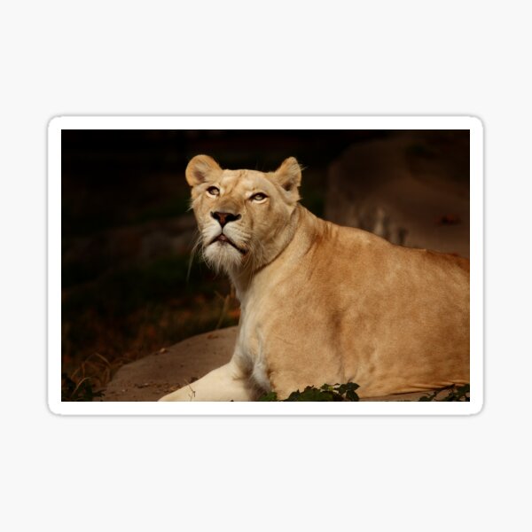 "Lioness Portrait II" Sticker by TVD-Photography | Redbubble