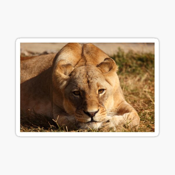 "Lioness Portrait" Sticker for Sale by TVD-Photography | Redbubble