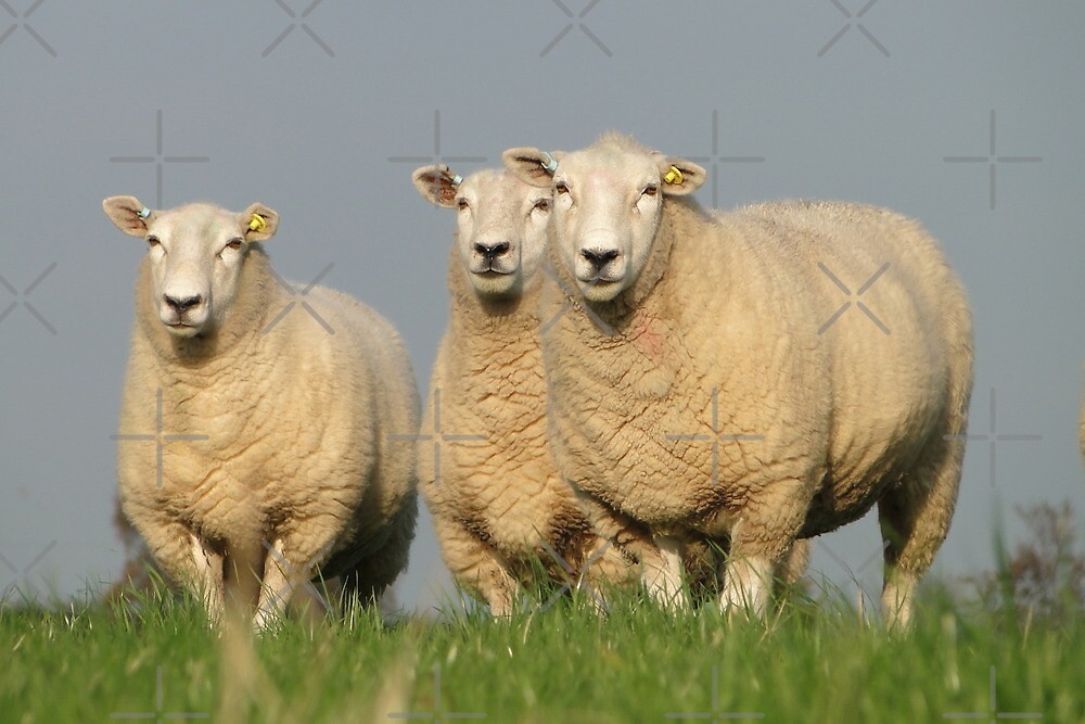 "Curious Lleyn Sheep" by Barrie Woodward | Redbubble