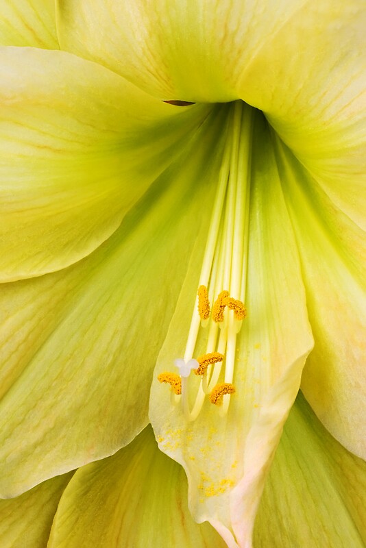 "Yellow Amaryllis" by Margaret Barry | Redbubble