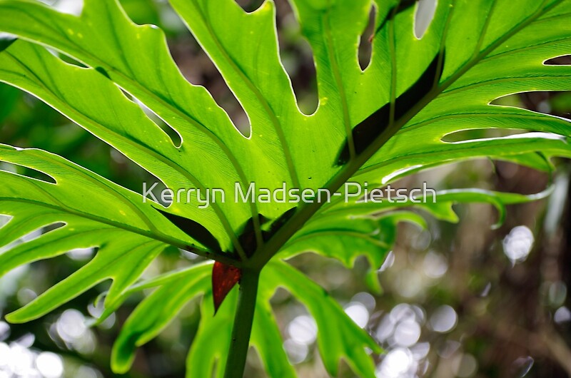 "Leaf Catchment" by Kerryn Madsen-Pietsch | Redbubble
