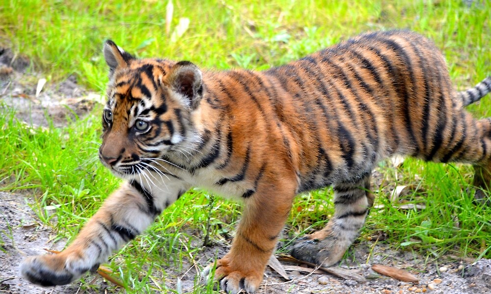 "Sumatran Baby Tiger On the Run" by richardbryce | Redbubble