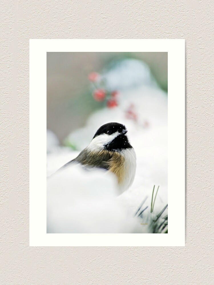"Winter Chickadee Bird" Art Print for Sale by rollosphotos | Redbubble