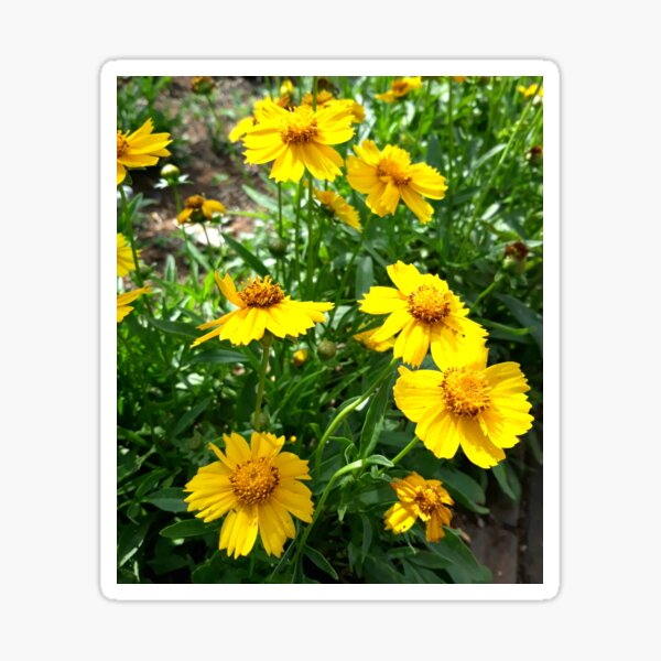 "Yellow daisies" Sticker for Sale by LitchiArt | Redbubble