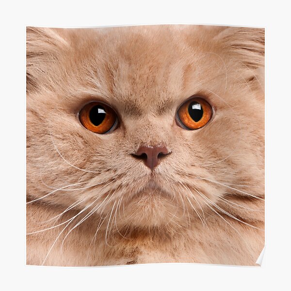 "Close Up Cat Face" Poster for Sale by lizious | Redbubble