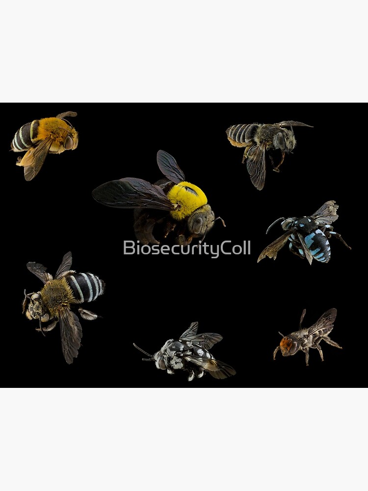 "Native Australian Bees pattern" Poster for Sale by BiosecurityColl ...