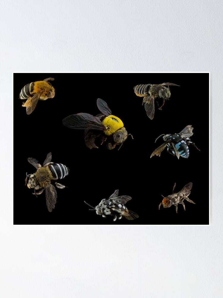 "Native Australian Bees pattern" Poster for Sale by BiosecurityColl ...