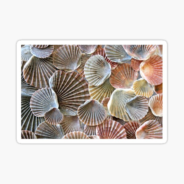 "Scallop Shells I" Sticker for Sale by KathieNichols | Redbubble