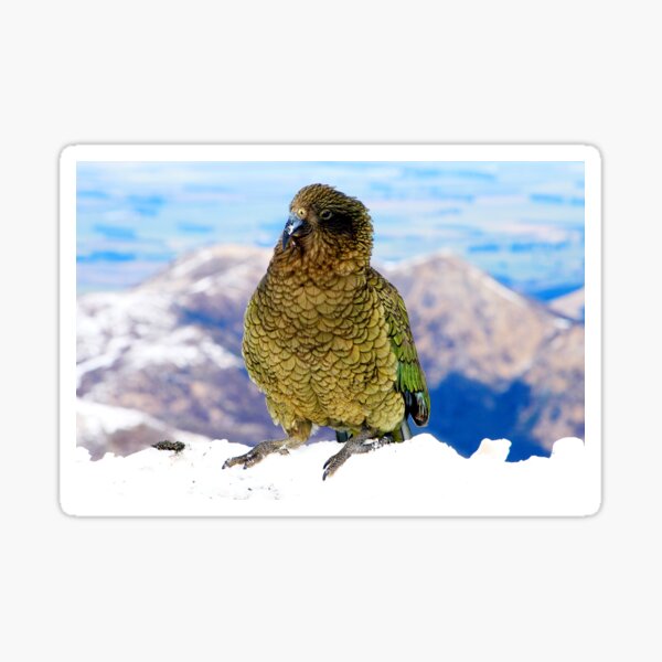 "Kea - New Zealand's Alpine Parrot (1)" Sticker for Sale by phillecren ...