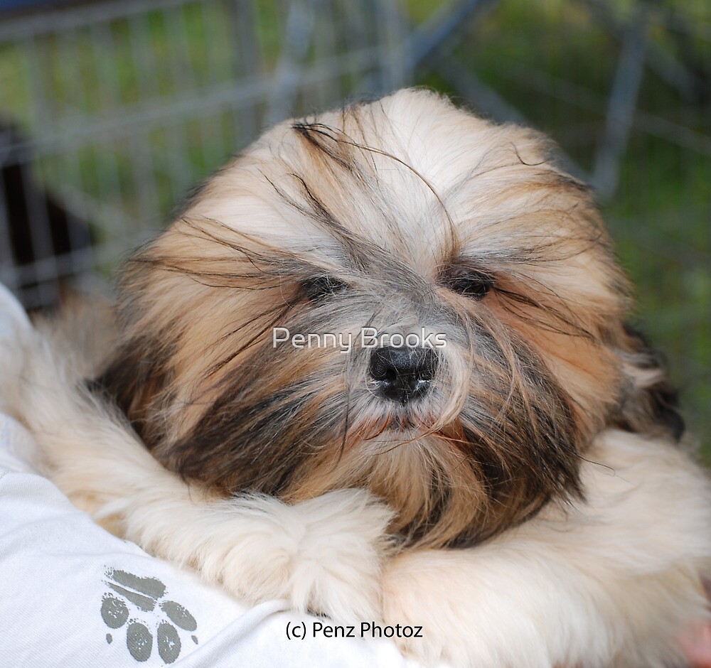 "Lhasa Apso baby puppy" by Penny Brooks | Redbubble