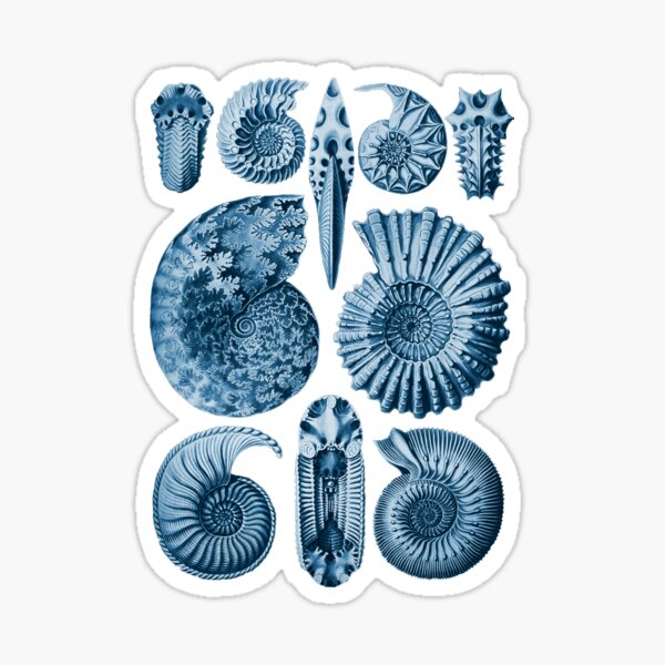 "Ernst Haeckel Ammonite Blue" Sticker for Sale by aimeewilson | Redbubble