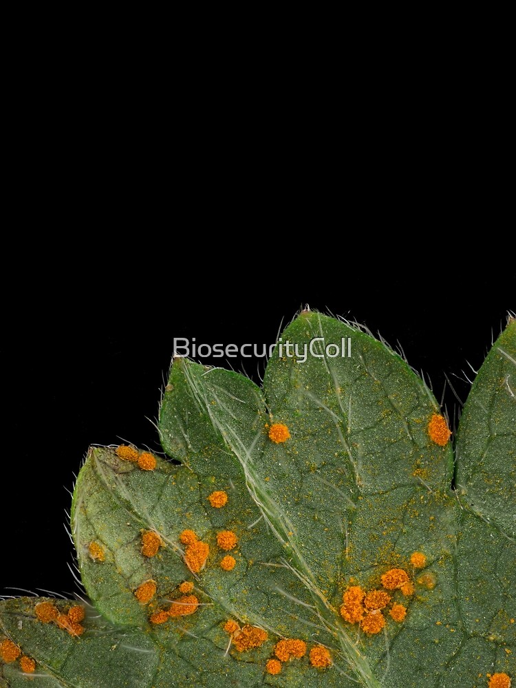 "Mock strawberry rust (Phragmidium duchesneae)" Graphic T-Shirt for ...
