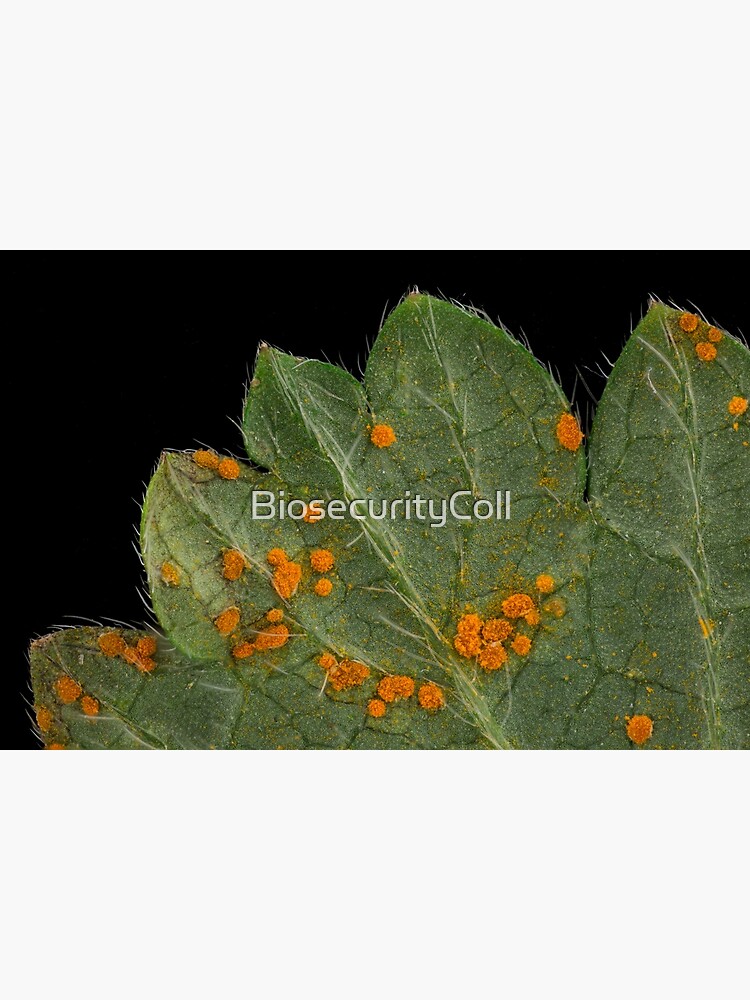 "Mock strawberry rust (Phragmidium duchesneae)" Poster by ...
