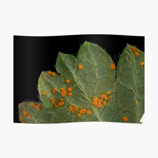 "Mock strawberry rust (Phragmidium duchesneae)" Poster by ...