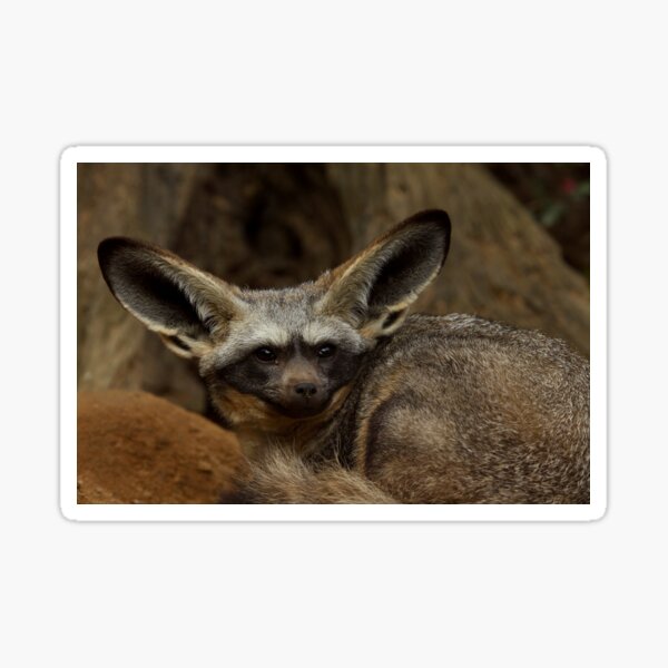 "Bat Eared Fox" Sticker by TVD-Photography | Redbubble