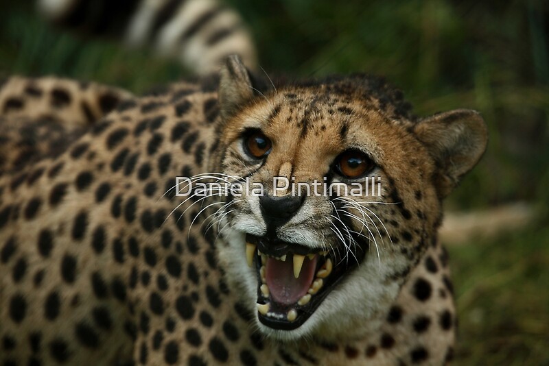 "Angry Cheetah" by Daniela Pintimalli | Redbubble