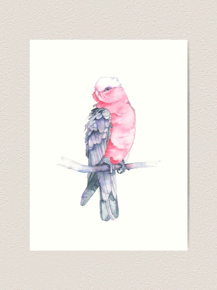 "Galah" Art Print for Sale by Louisedemasi | Redbubble