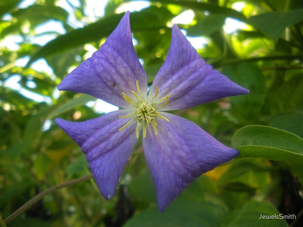 "Four petal purple flower" by JewelsSmith | Redbubble
