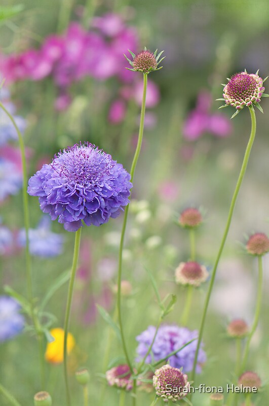 "Scabious Summer" by Sarah-fiona Helme | Redbubble
