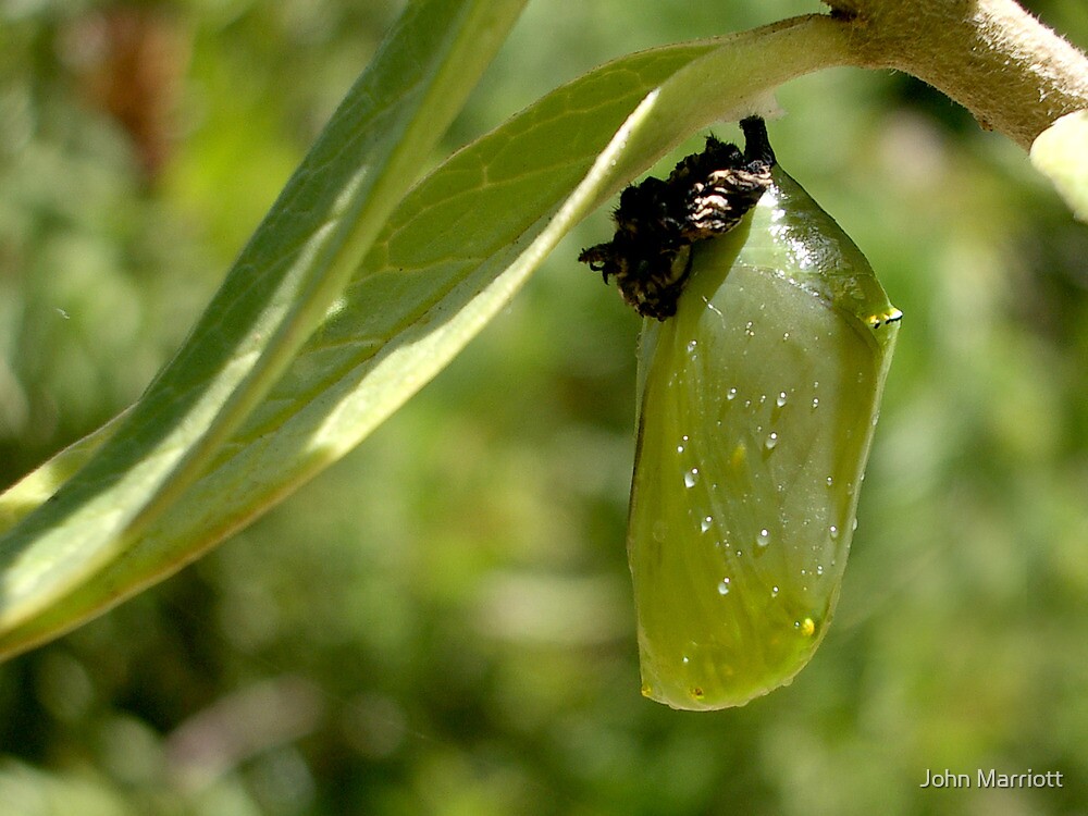 "Monarch Butterfly Pupa" by John Marriott | Redbubble
