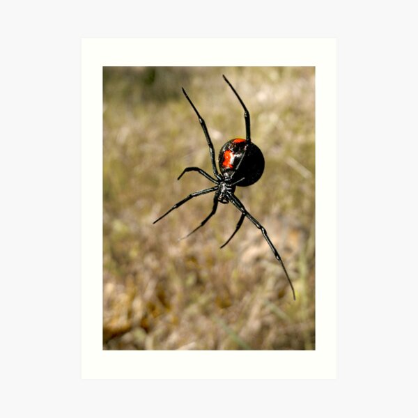 Redback Spider Wall Art | Redbubble