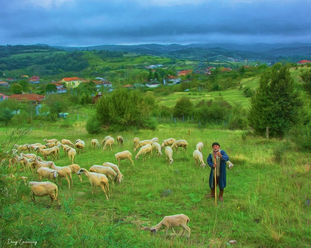 "Shepherd" by Doug Canning | Redbubble