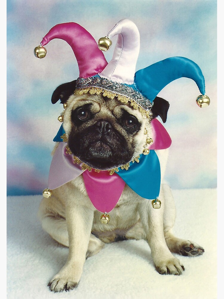 "Pug Dog Jester Joker" Sticker for Sale by candiscamera | Redbubble