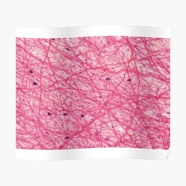 "Areolar Connective Tissue" Poster for Sale by GeneralMilkshak | Redbubble