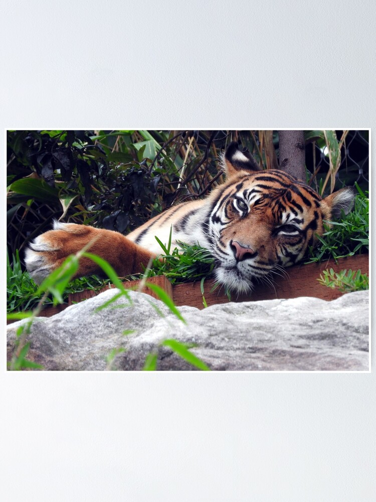 "Sumatran Tiger" Poster by kirstybush | Redbubble